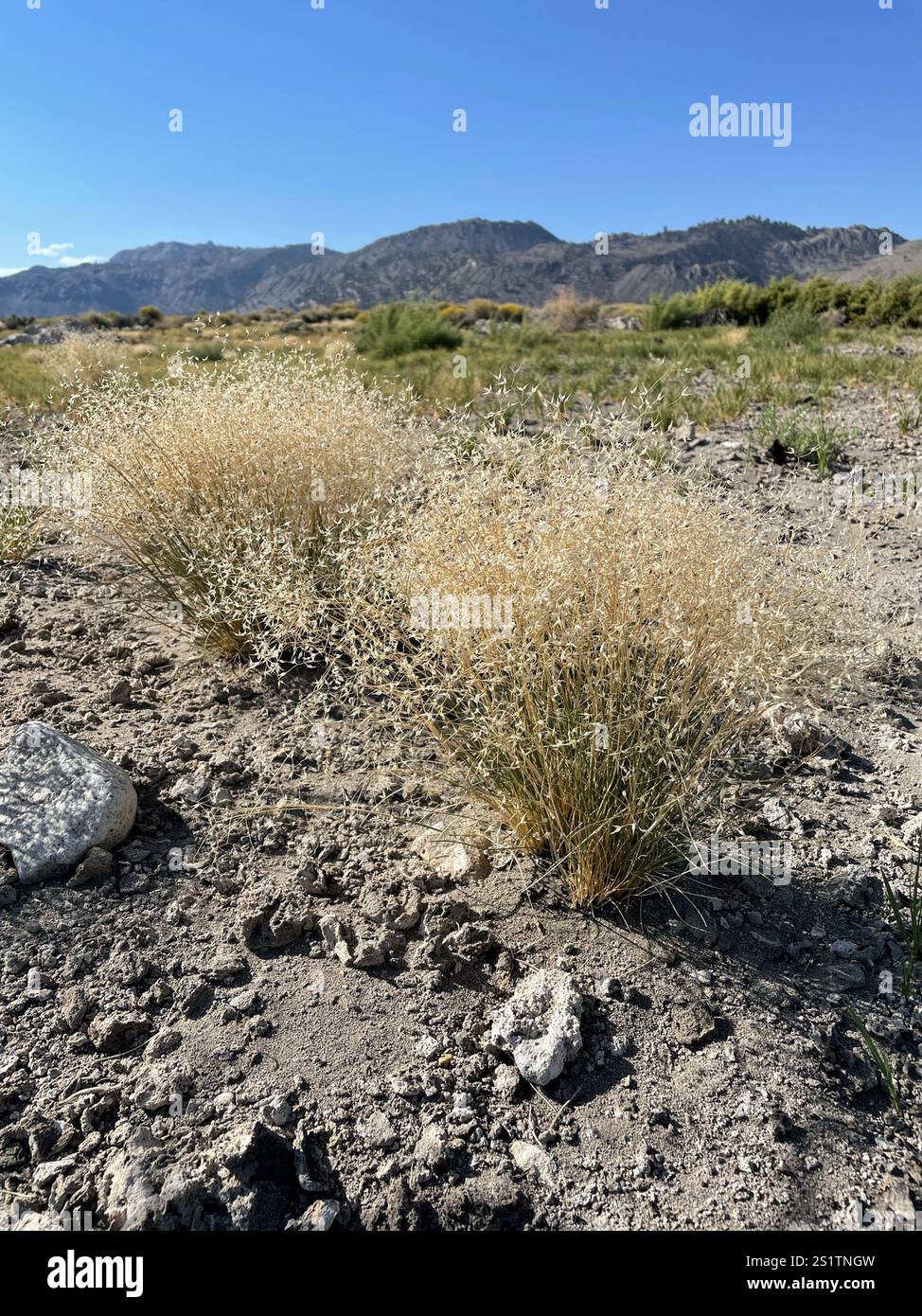 Sand Ricegrass (Eriocoma hymenoides Stock Photo - Alamy