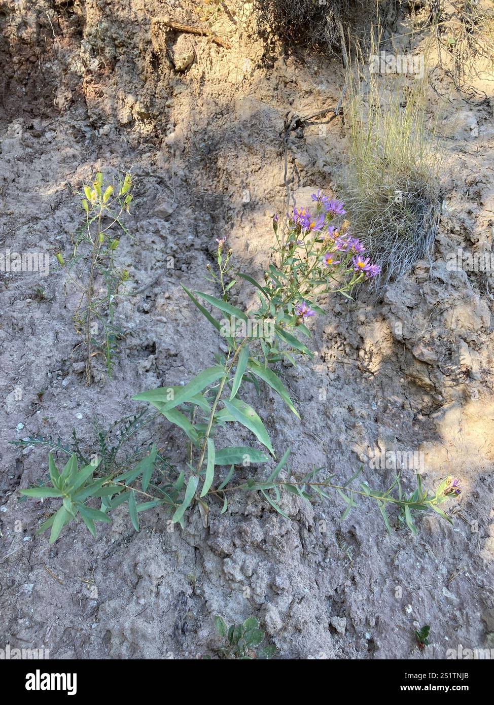 blueleaf aster (Eurybia glauca Stock Photo - Alamy