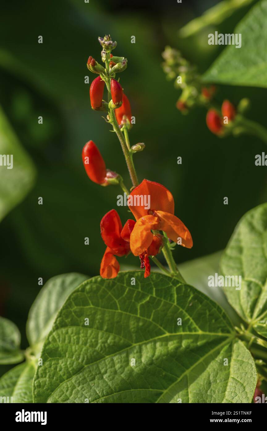 Healthy organic vegetables in summertime - bud of the fire bean Stock ...
