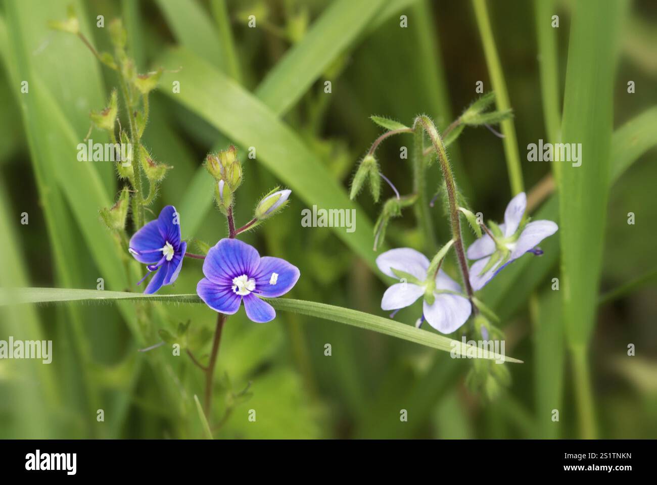 Edible wild herbs Stock Photo - Alamy