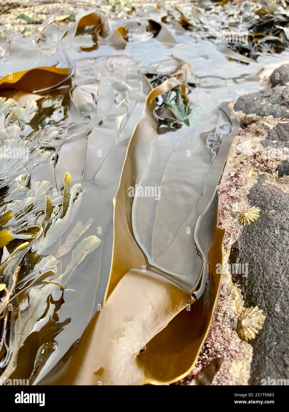 Seaweed up close hi-res stock photography and images - Alamy