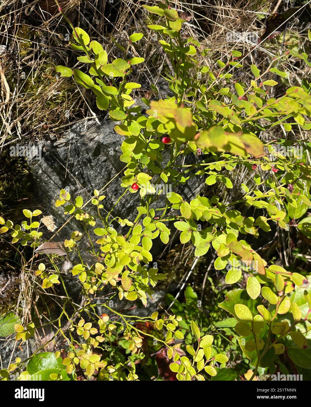 Red Huckleberry (Vaccinium parvifolium Stock Photo - Alamy