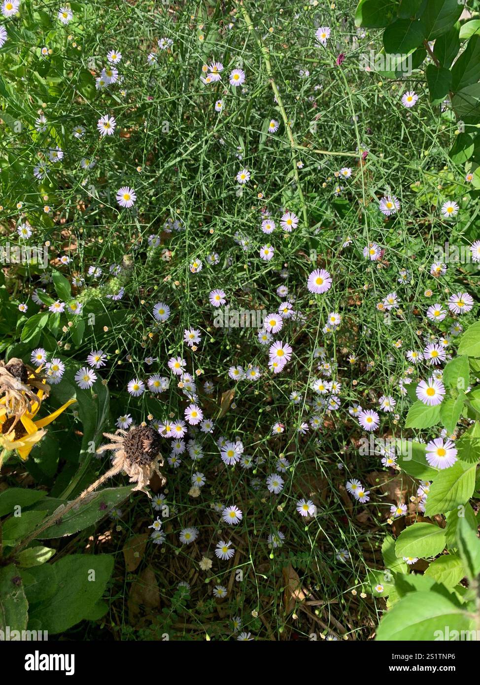 southern annual saltmarsh aster (Symphyotrichum divaricatum Stock Photo ...