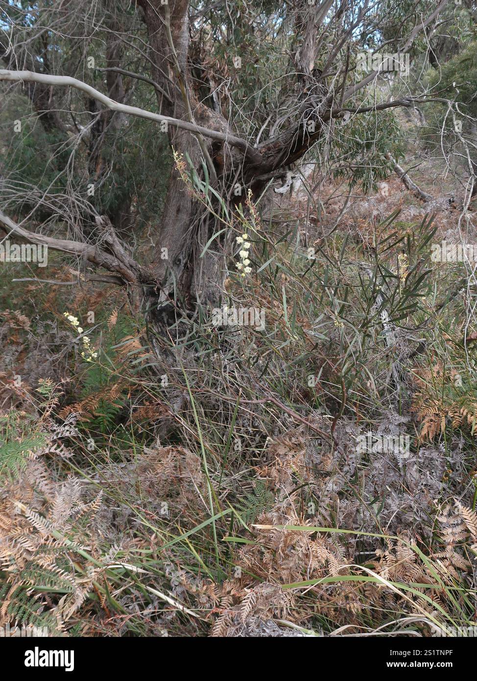 Acacia suaveolens hi-res stock photography and images - Alamy