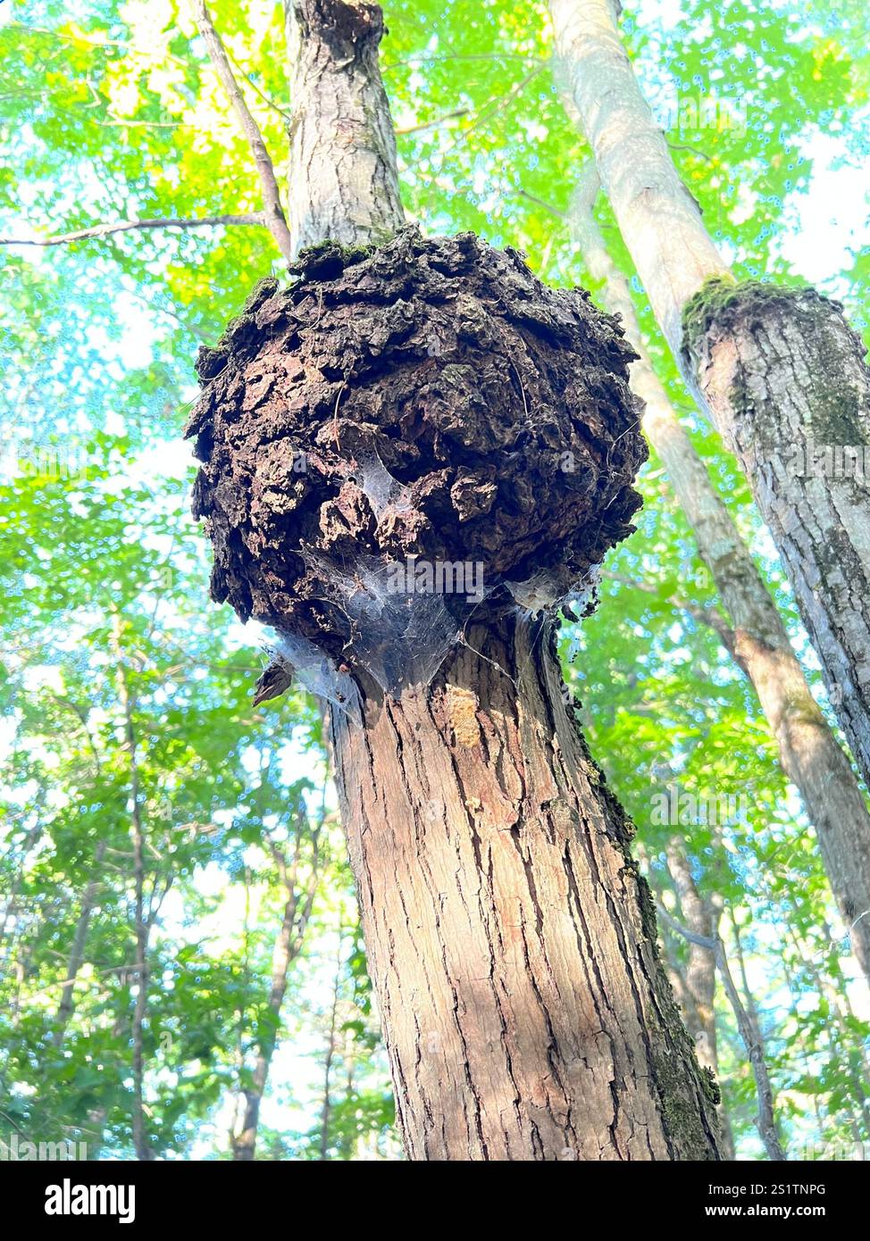 bacterial crown gall (Agrobacterium radiobacter Stock Photo - Alamy