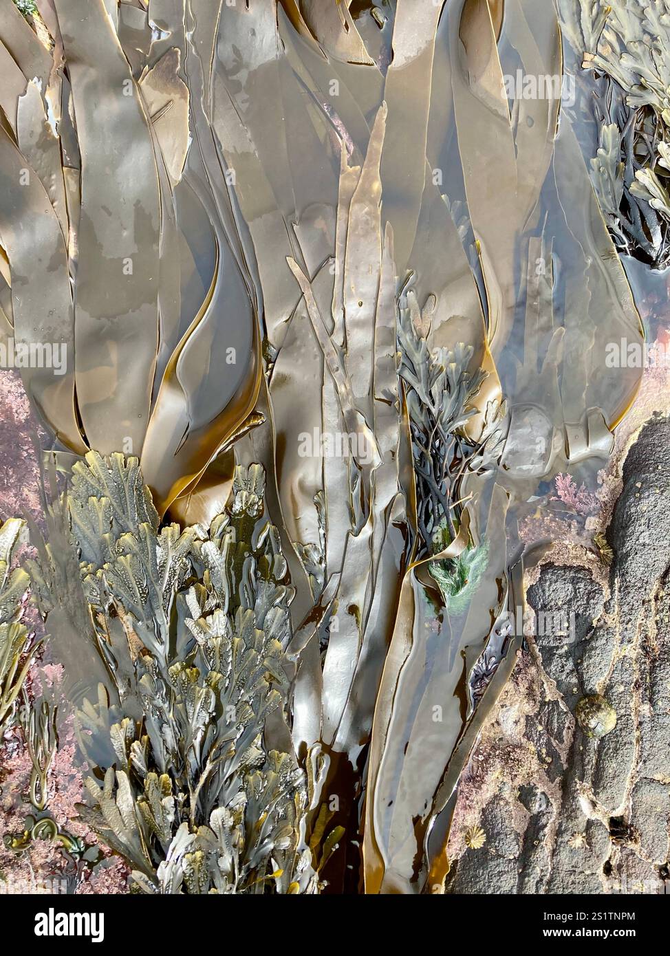 Seaweed abstract hi-res stock photography and images - Alamy