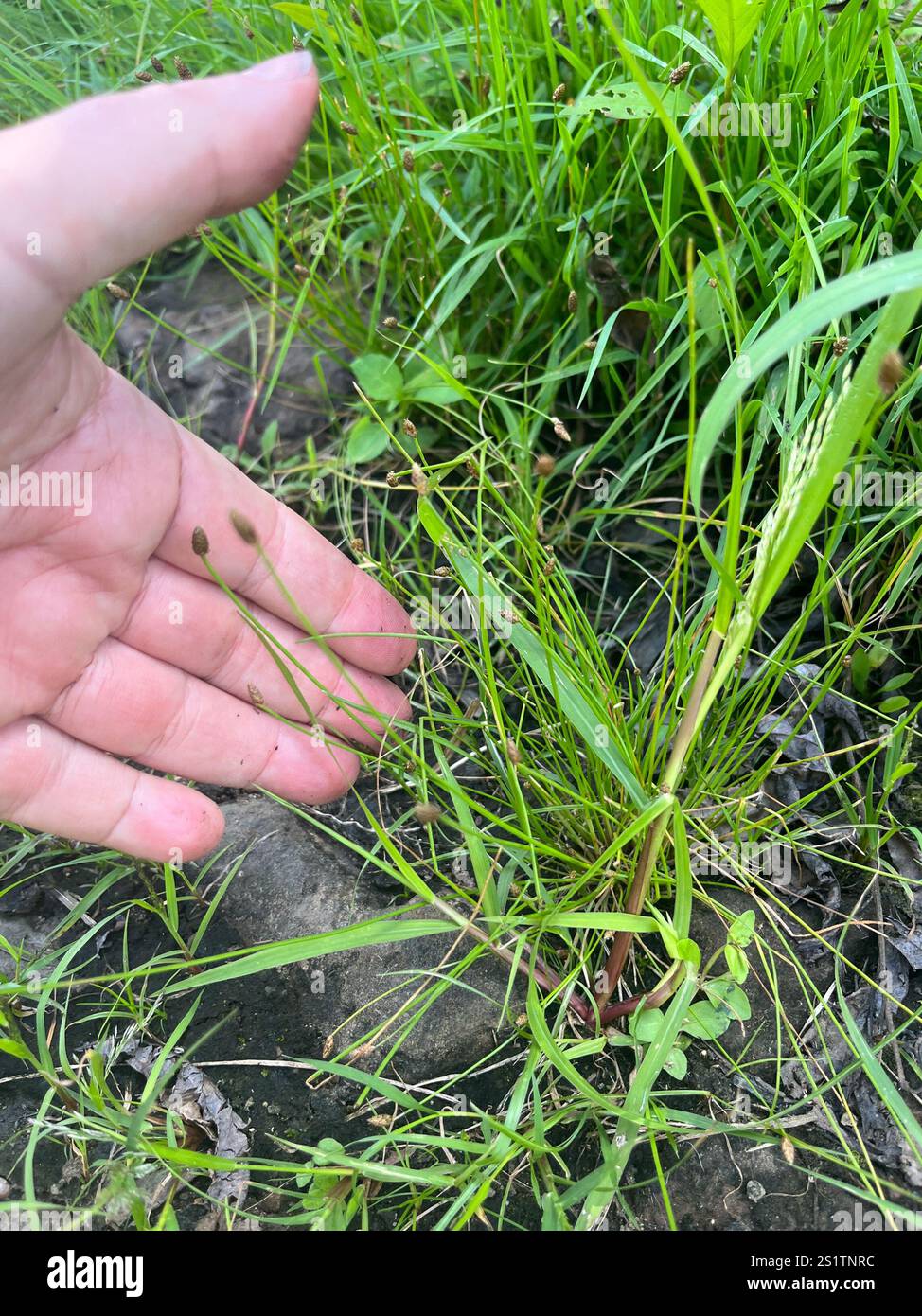 Blunt Spikerush (Eleocharis obtusa Stock Photo - Alamy