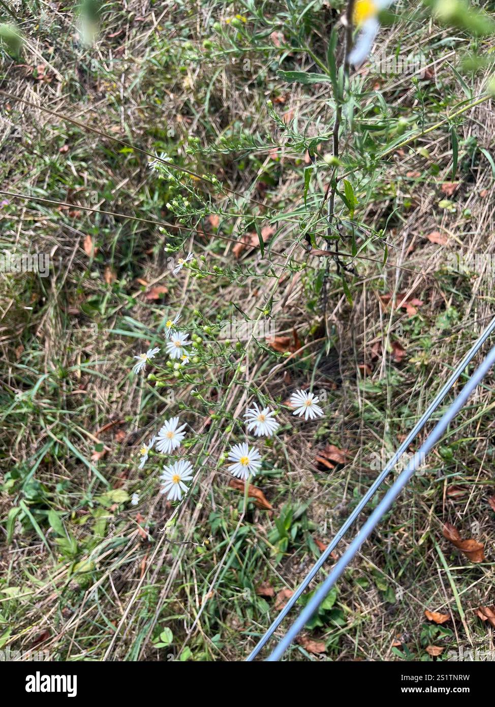 hairy white oldfield aster (Symphyotrichum pilosum Stock Photo - Alamy