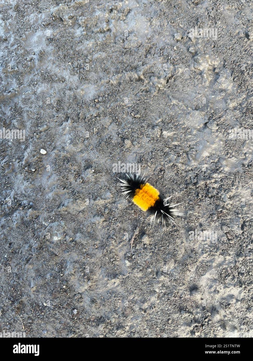 Spotted Tussock Moth (Lophocampa maculata Stock Photo - Alamy