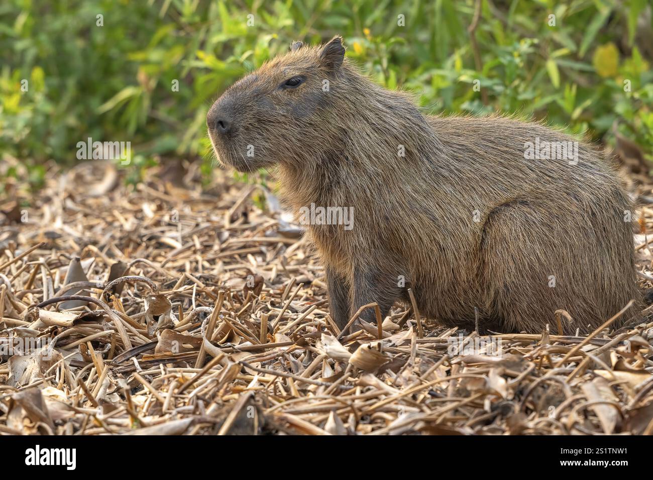 Capybara or capybara (Hydrochoerus hydrochaeris), Pantanal, inland ...