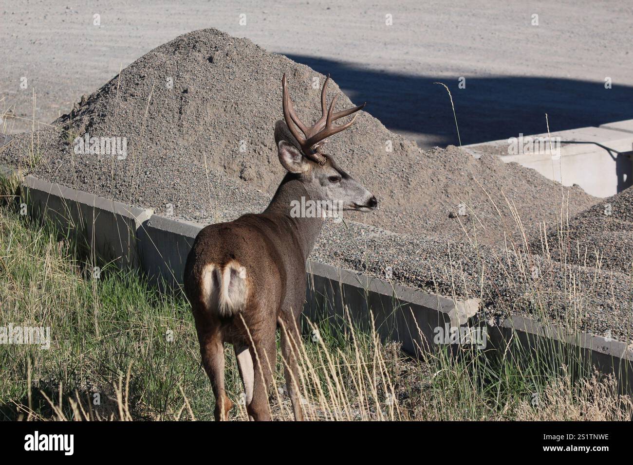 Mule Deer (Odocoileus hemionus Stock Photo - Alamy