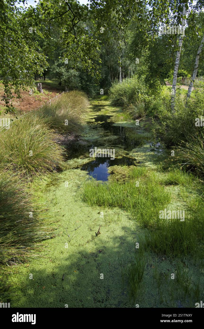 Moor landscape with moor plants Stock Photo - Alamy