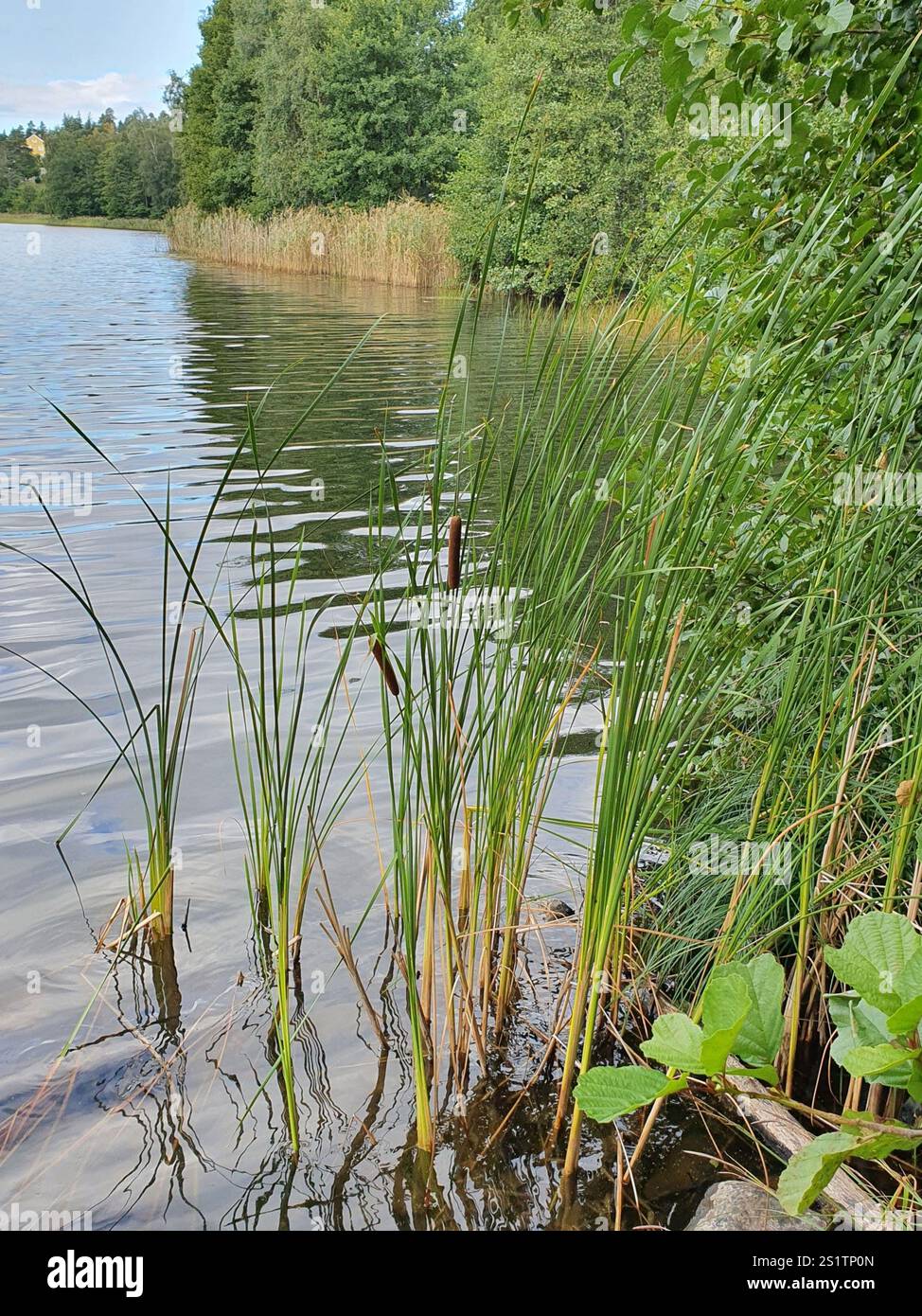 narrow-leaved cattail (Typha angustifolia Stock Photo - Alamy