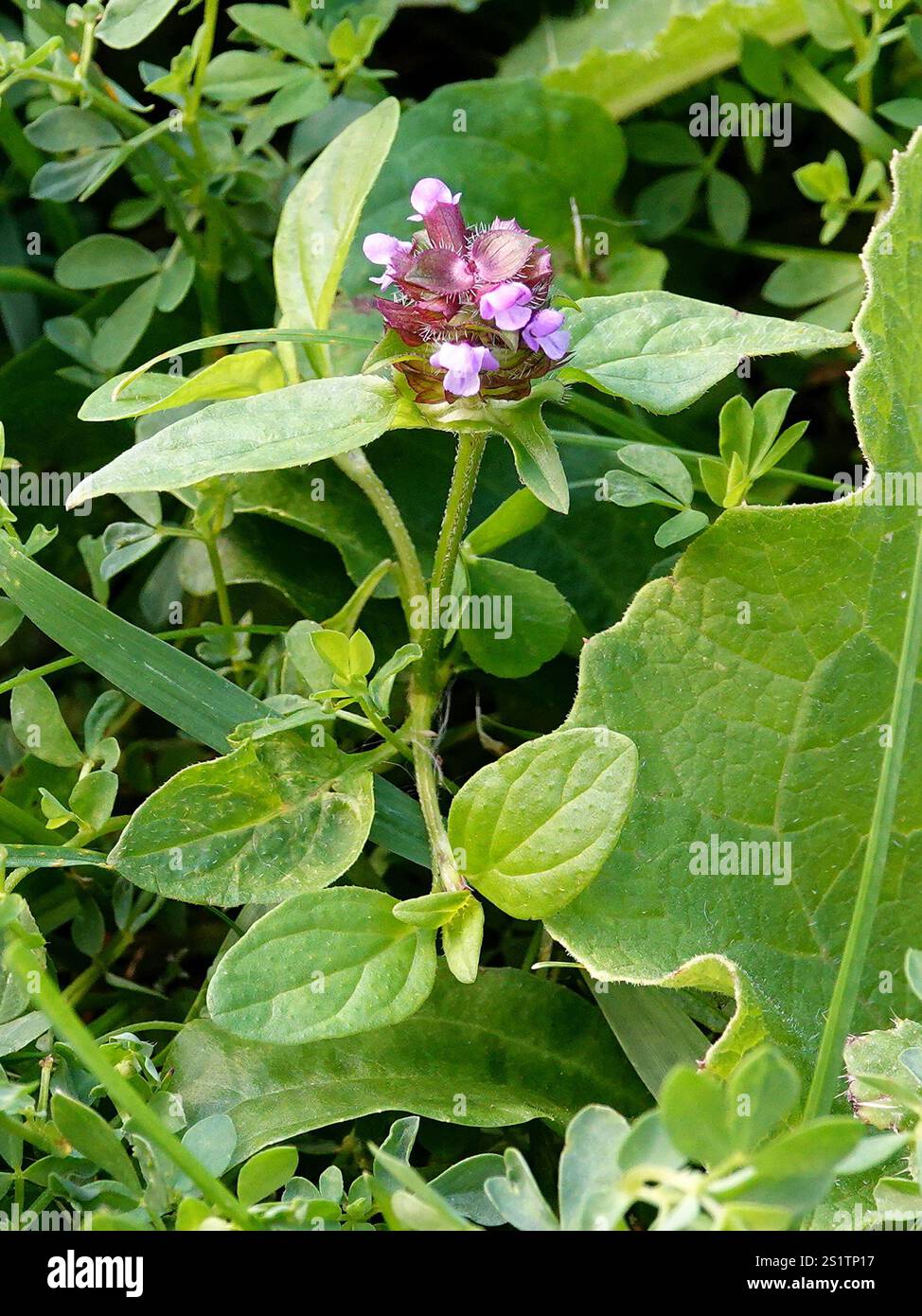 common selfheal (Prunella vulgaris Stock Photo - Alamy