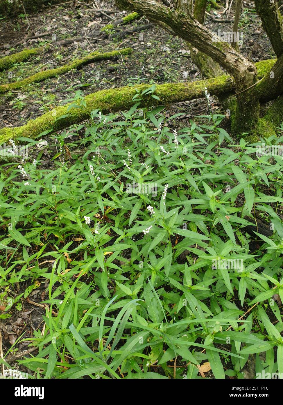 swamp smartweed (Persicaria hydropiperoides Stock Photo - Alamy