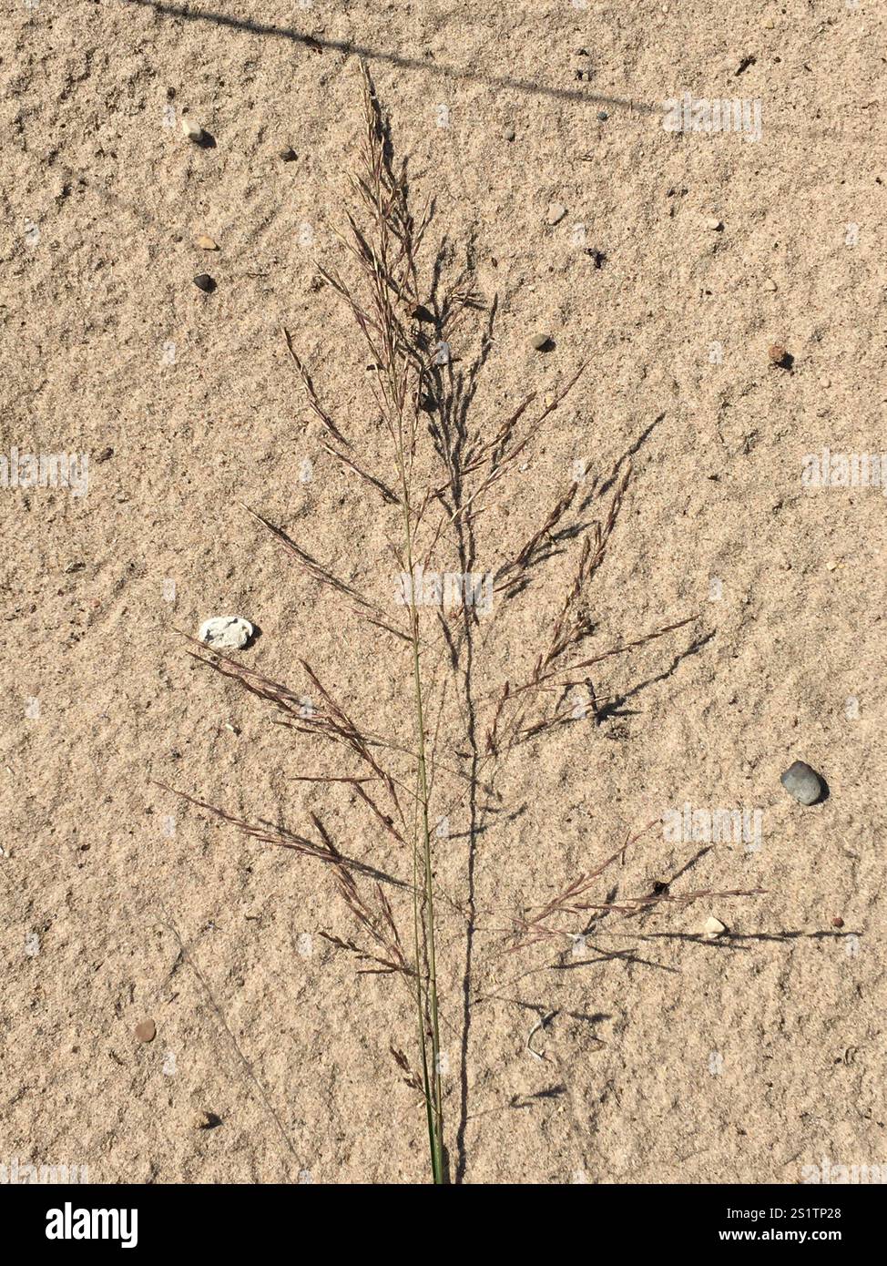 Sand Reedgrass (Sporobolus rigidus Stock Photo - Alamy