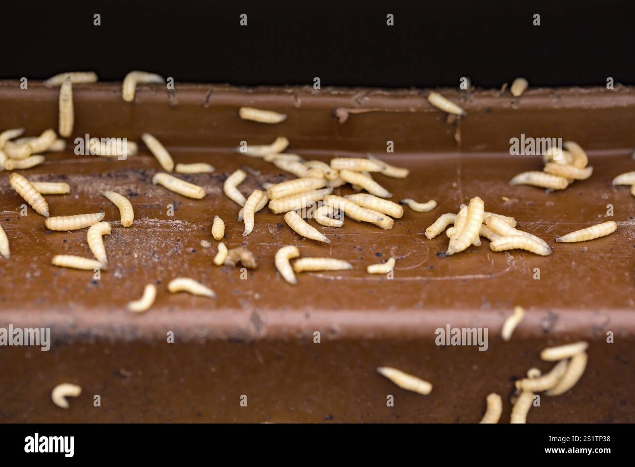 Numerous maggots on a brown rubbish bin Stock Photo - Alamy