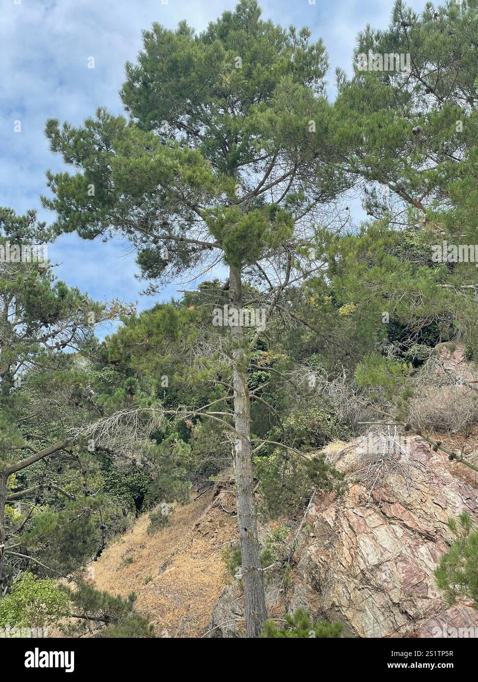Monterey pine (Pinus radiata Stock Photo - Alamy