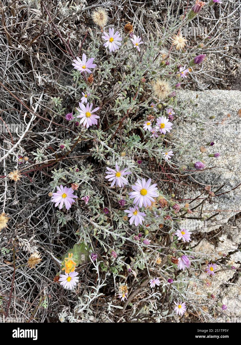California Aster (Corethrogyne filaginifolia Stock Photo - Alamy