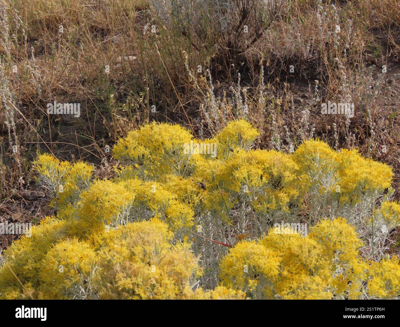 Rubber Rabbitbrush (Ericameria nauseosa Stock Photo - Alamy