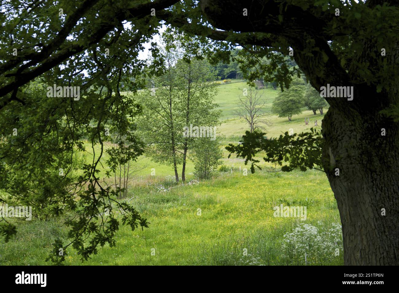 Landscape shots during a herb walk in search of edible herbs Stock ...