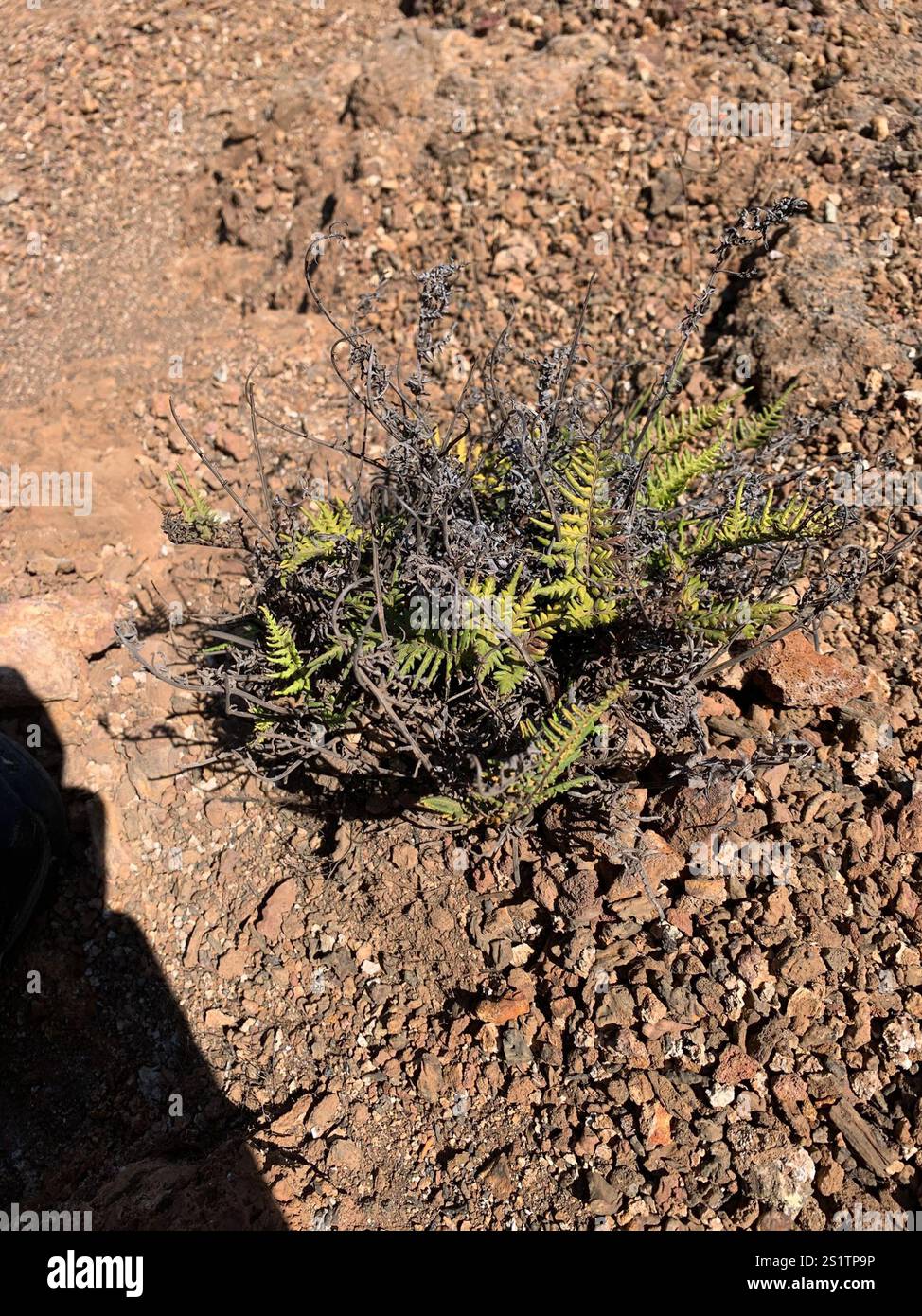 Silverback and Goldback Ferns (Pityrogramma Stock Photo - Alamy