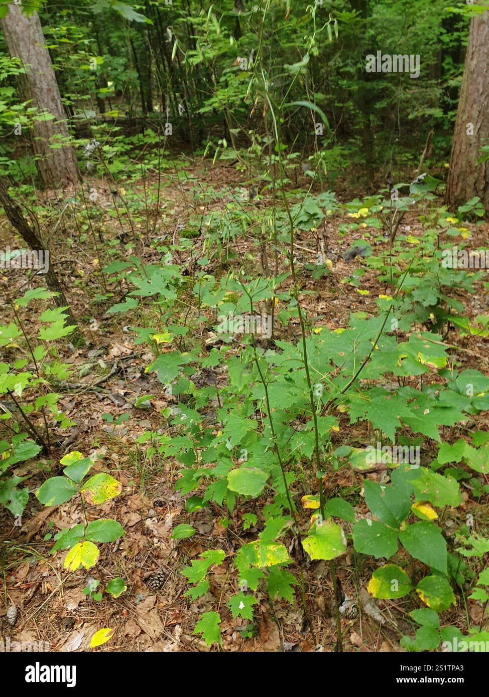 tall rattlesnake root (Nabalus altissimus Stock Photo - Alamy