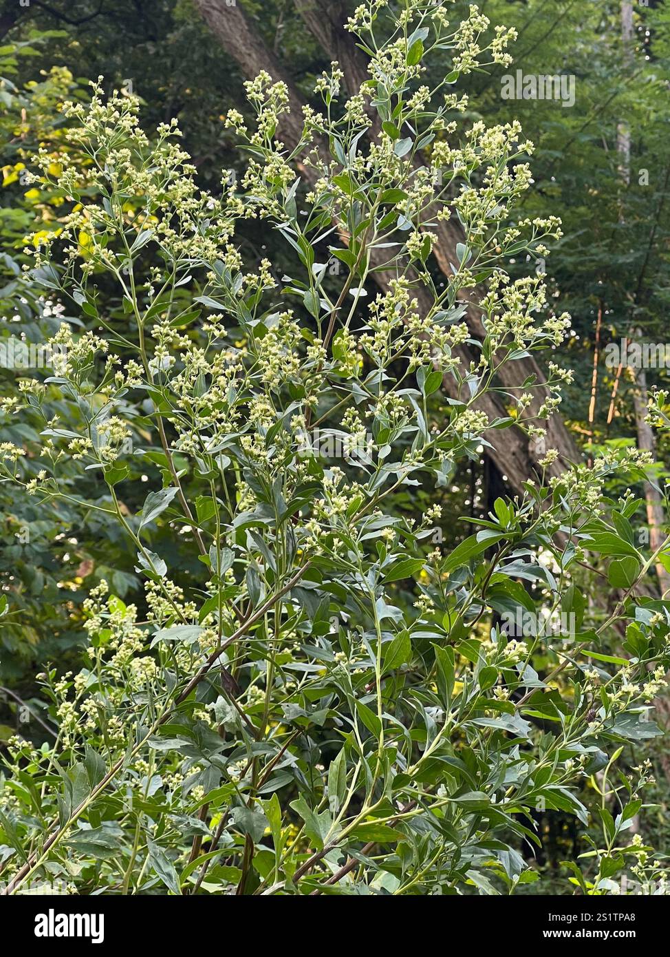 groundsel tree (Baccharis halimifolia Stock Photo - Alamy