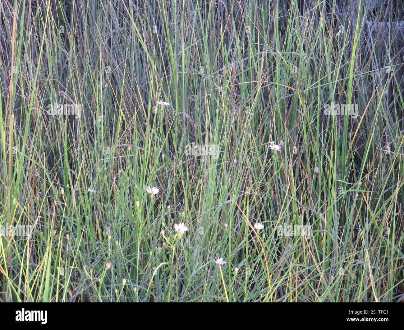 Perennial Saltmarsh Aster (Symphyotrichum tenuifolium Stock Photo - Alamy