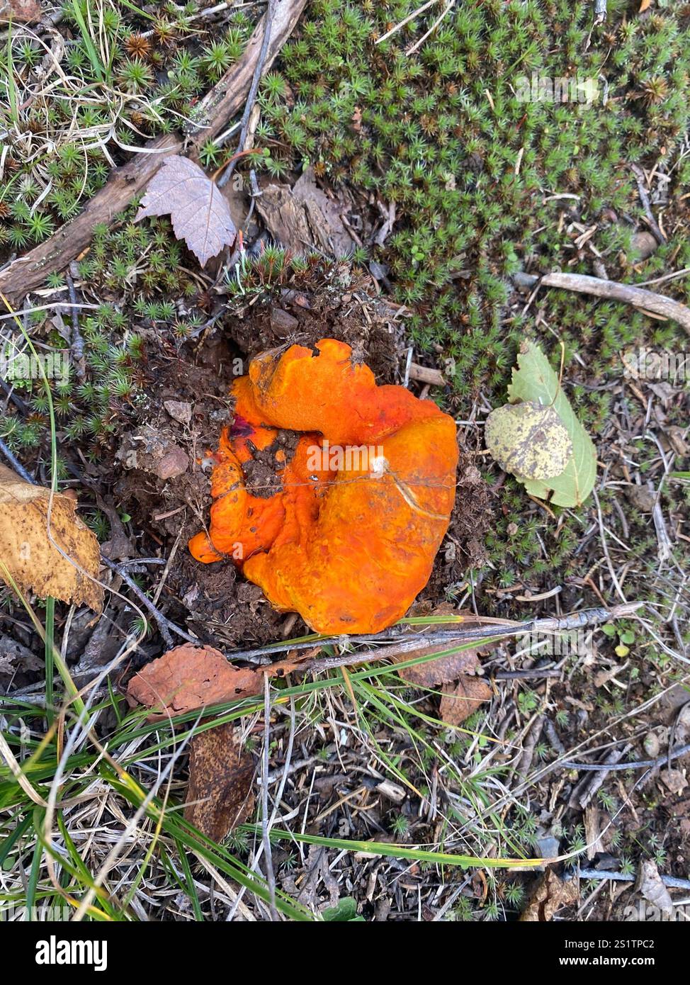 lobster mushroom (Hypomyces lactifluorum Stock Photo - Alamy