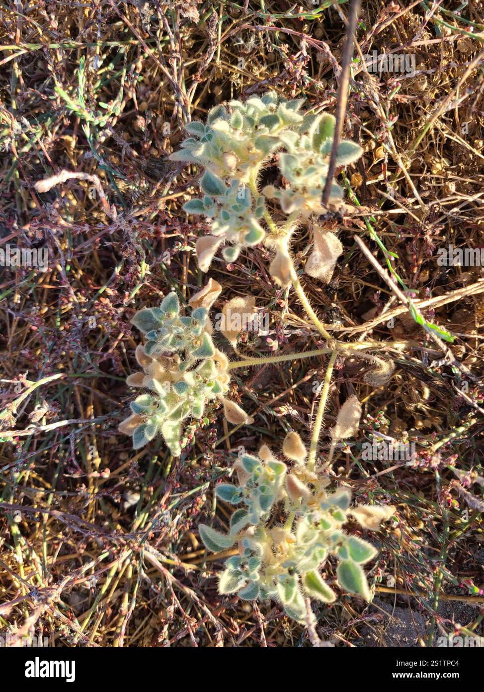 turkey mullein (Croton setiger Stock Photo - Alamy