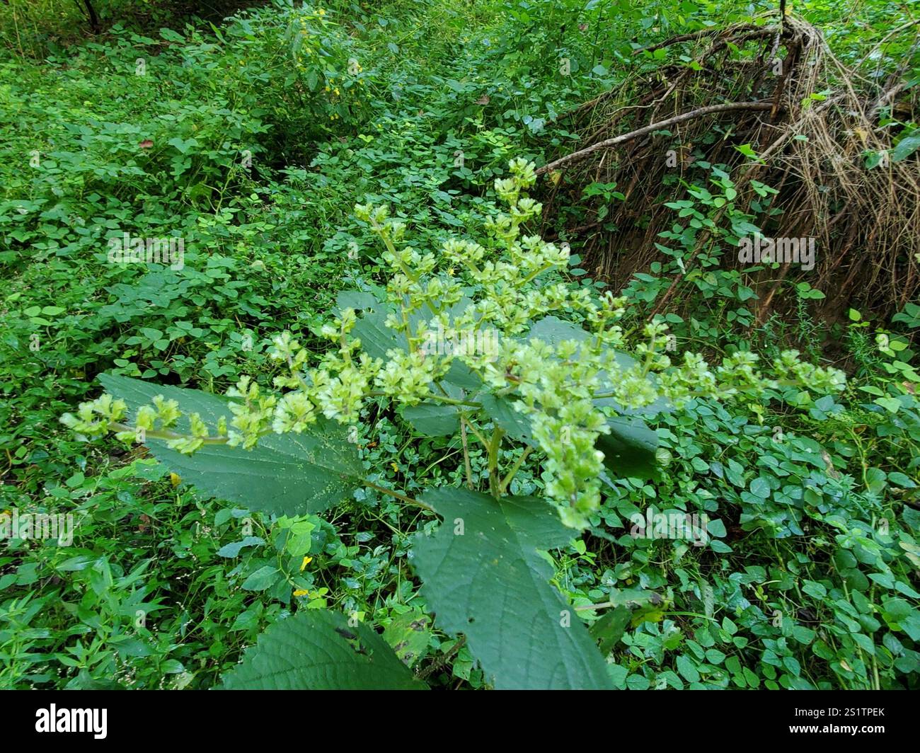 wood nettle (Laportea canadensis Stock Photo - Alamy