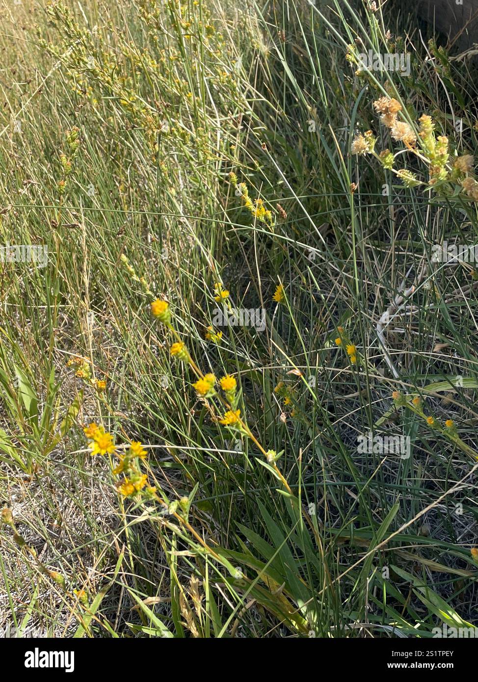 clustered goldenweed (Pyrrocoma racemosa Stock Photo - Alamy