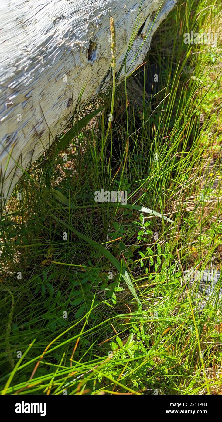 Alaska Plantain (Plantago macrocarpa Stock Photo - Alamy