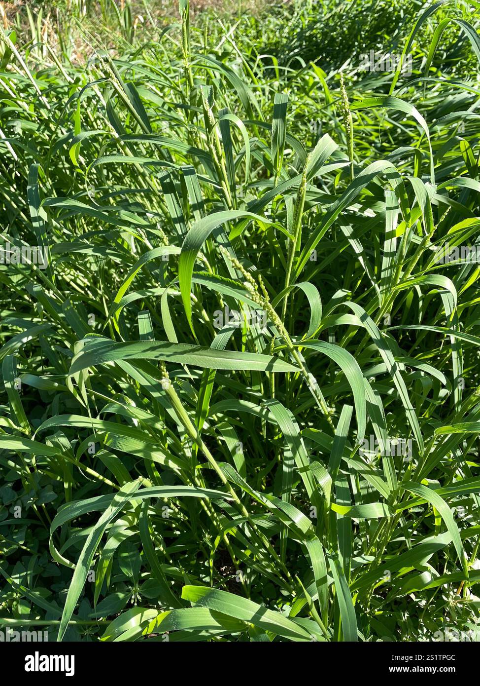 Browntop Signalgrass (Urochloa fusca Stock Photo - Alamy