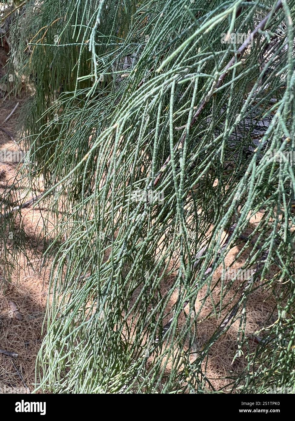 Tamarix aphylla hi-res stock photography and images - Alamy