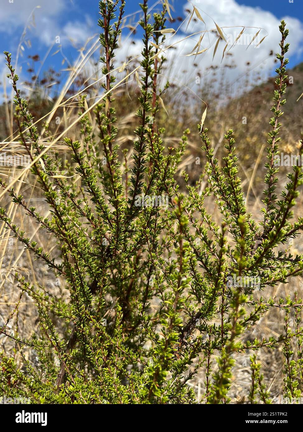 chamise (Adenostoma fasciculatum Stock Photo - Alamy