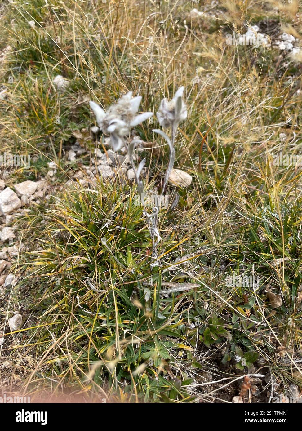 Alpine Edelweiss (Leontopodium nivale alpinum Stock Photo - Alamy