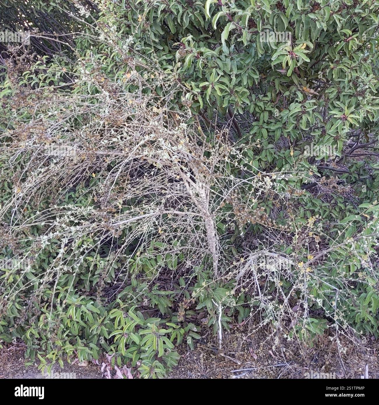 southern coastal bushmallow (Malacothamnus fasciculatus Stock Photo - Alamy