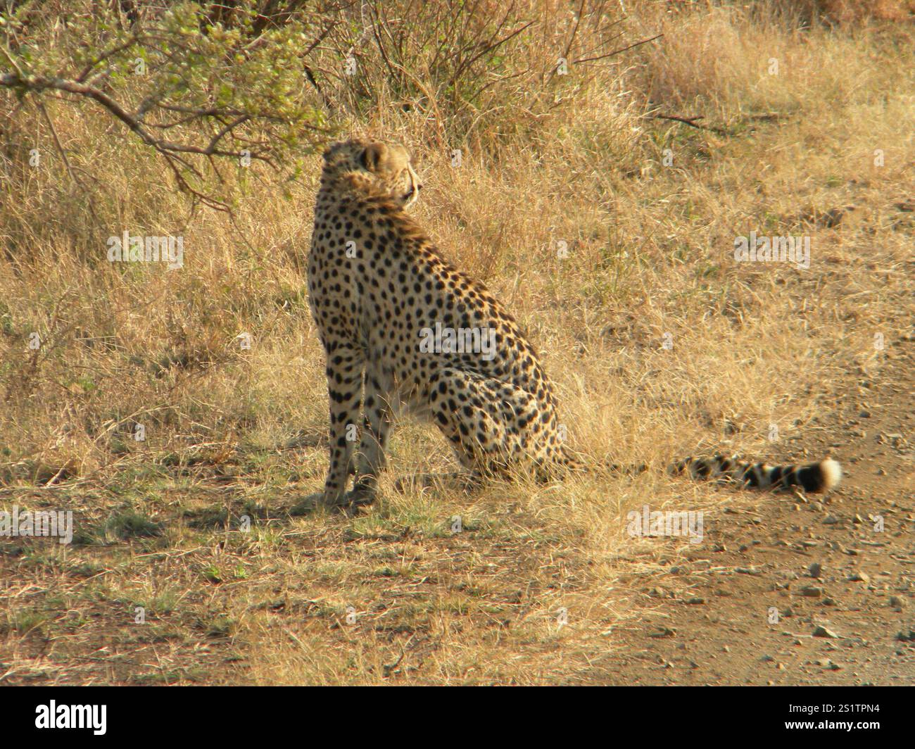 Southern and Eastern African Cheetah (Acinonyx jubatus jubatus Stock ...