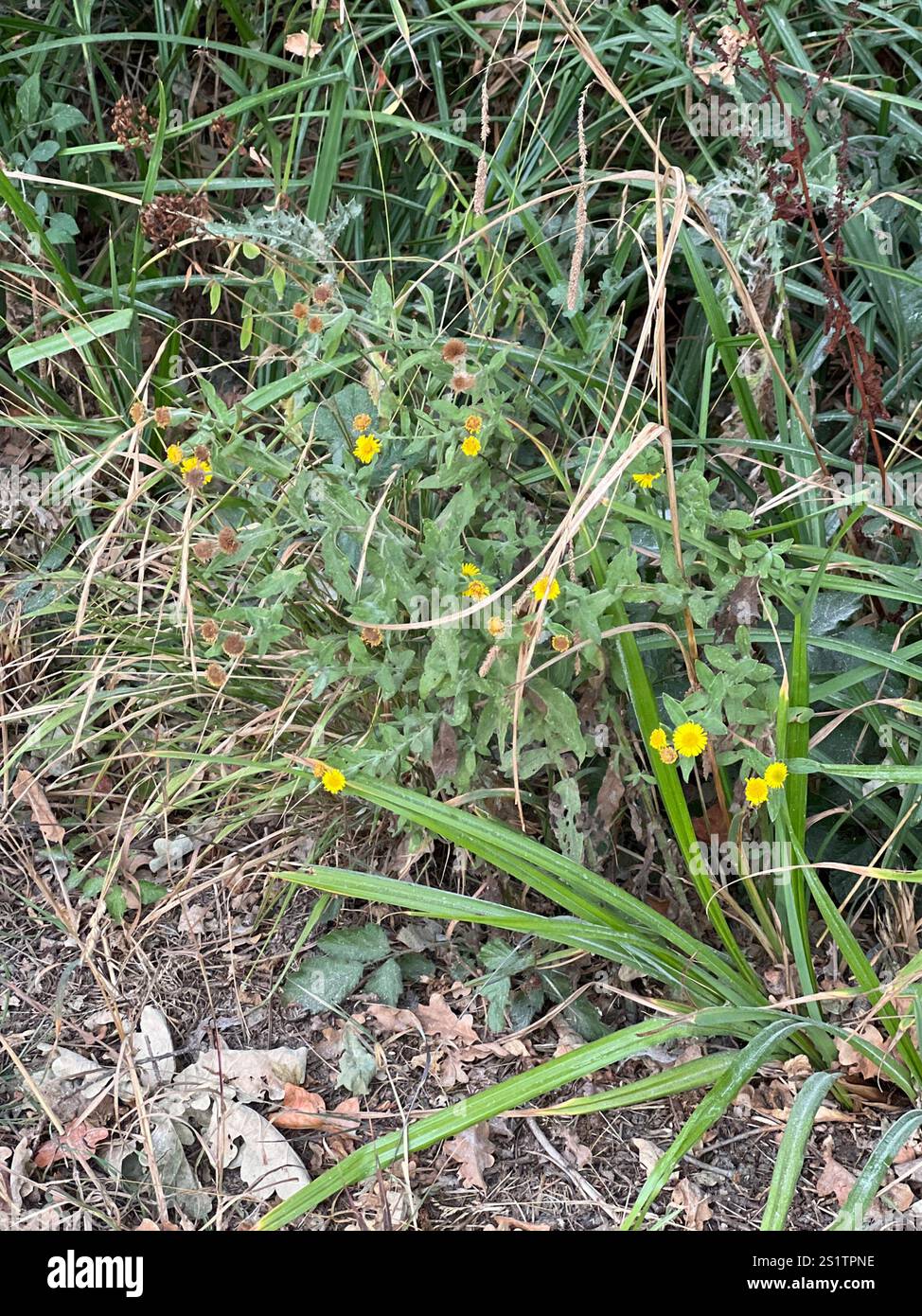 Common Fleabane (Pulicaria dysenterica Stock Photo - Alamy