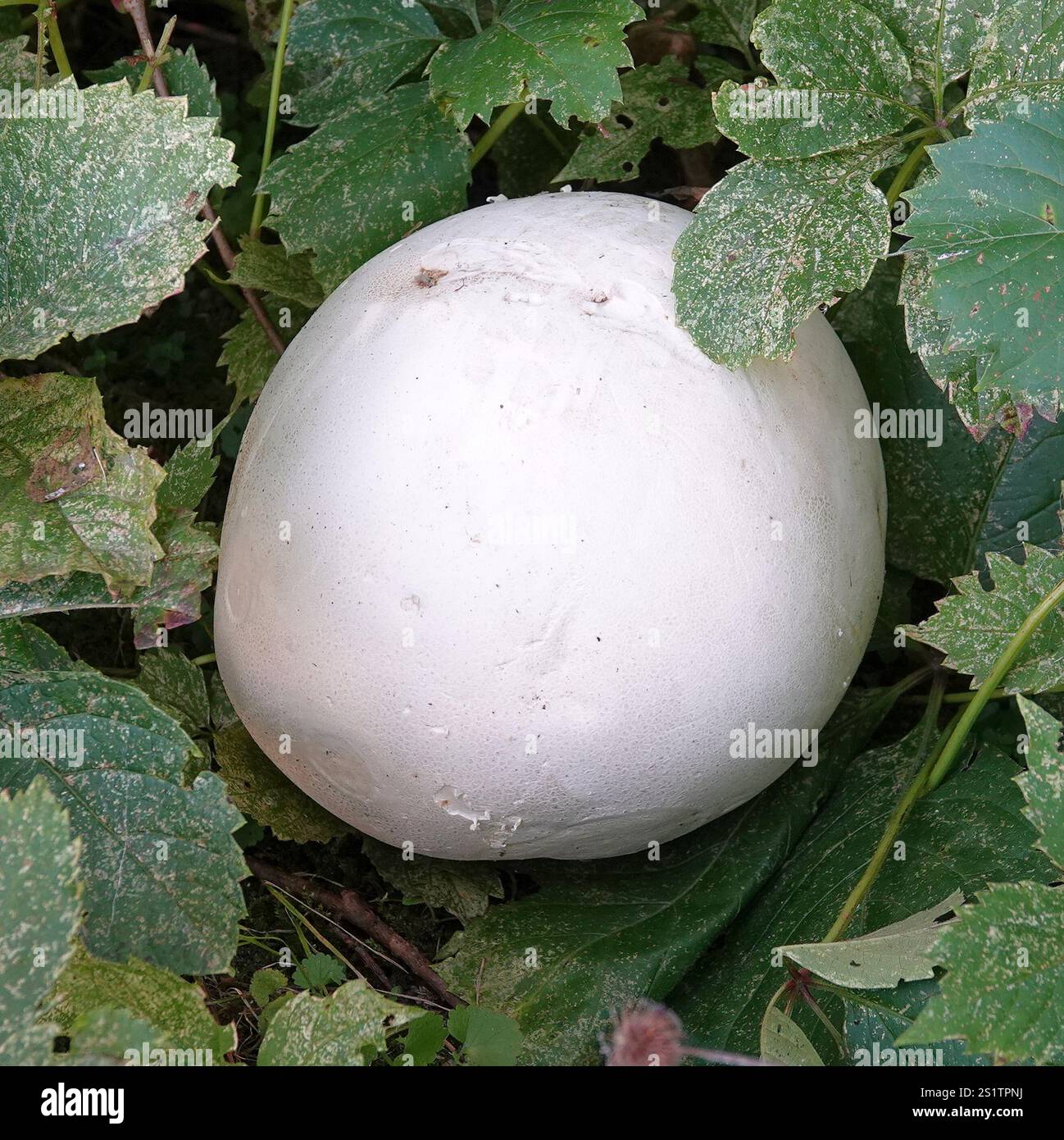 giant puffball (Calvatia gigantea Stock Photo - Alamy