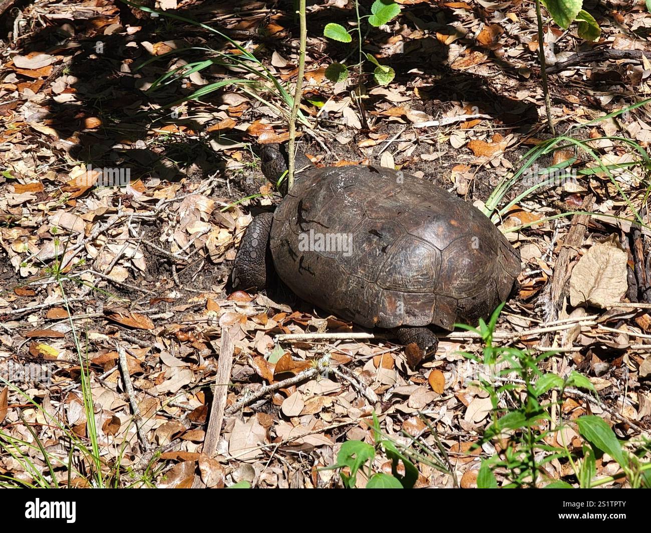 Gopher Tortoise (Gopherus polyphemus Stock Photo - Alamy
