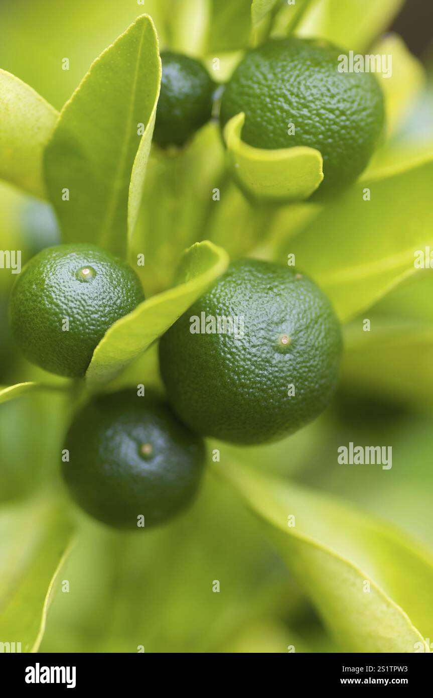 Orange tree yard citrus hi-res stock photography and images - Alamy