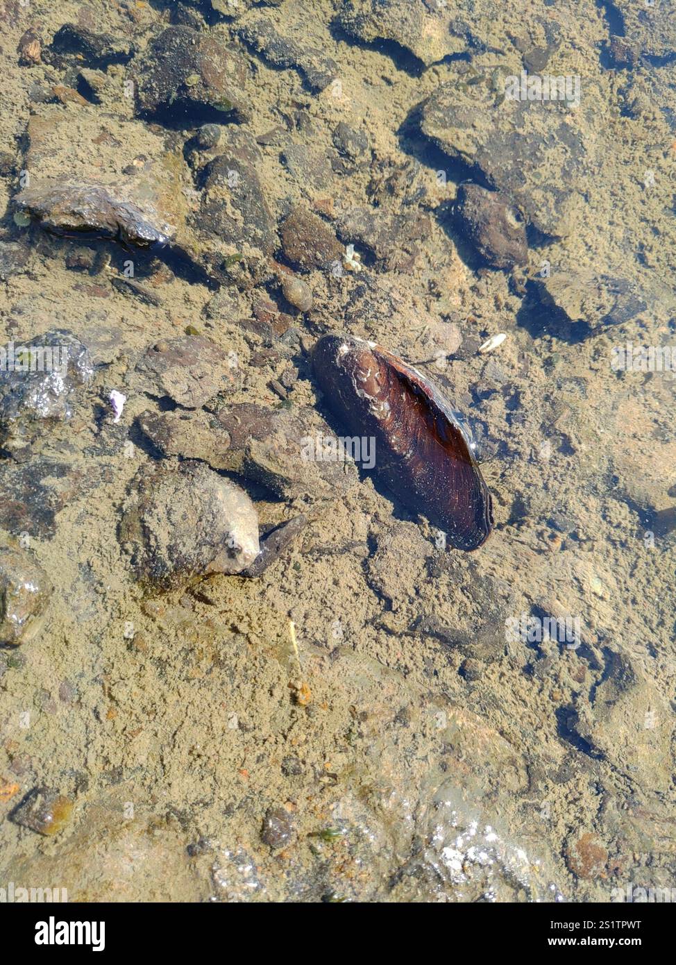 Eastern Elliptio (Elliptio complanata Stock Photo - Alamy