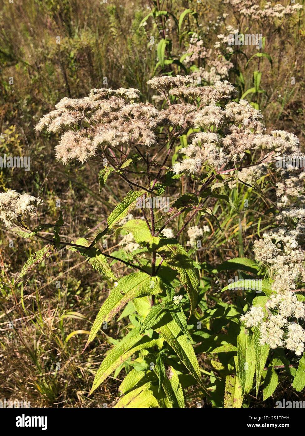 common boneset (Eupatorium perfoliatum Stock Photo - Alamy
