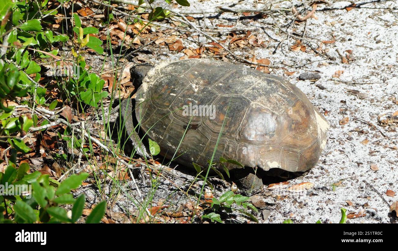 Gopher Tortoise (Gopherus polyphemus Stock Photo - Alamy