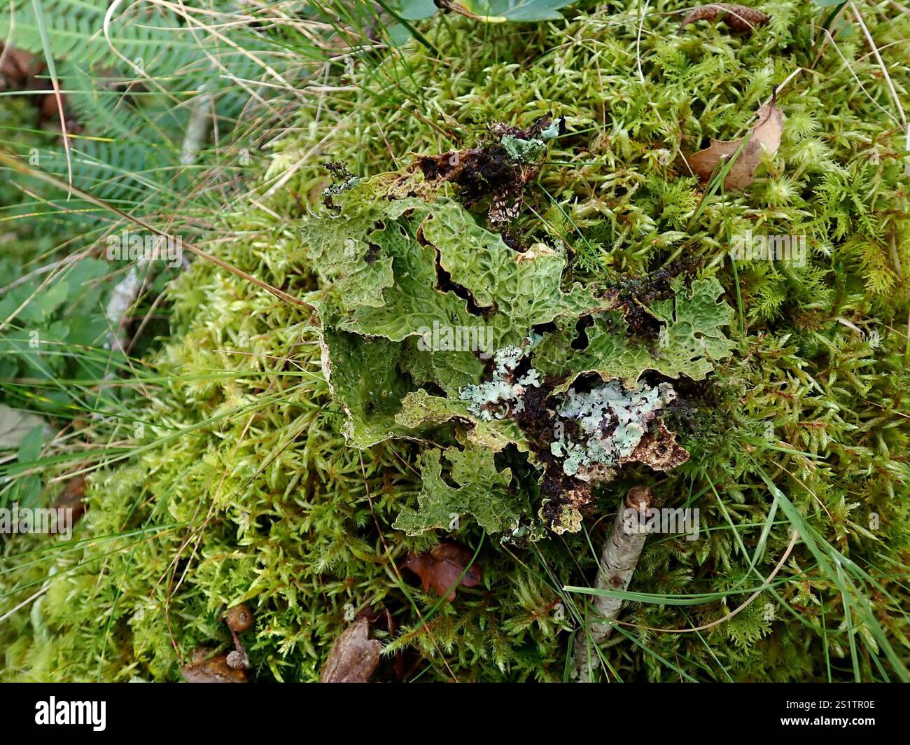 Tree Lungwort (Lobaria pulmonaria Stock Photo - Alamy