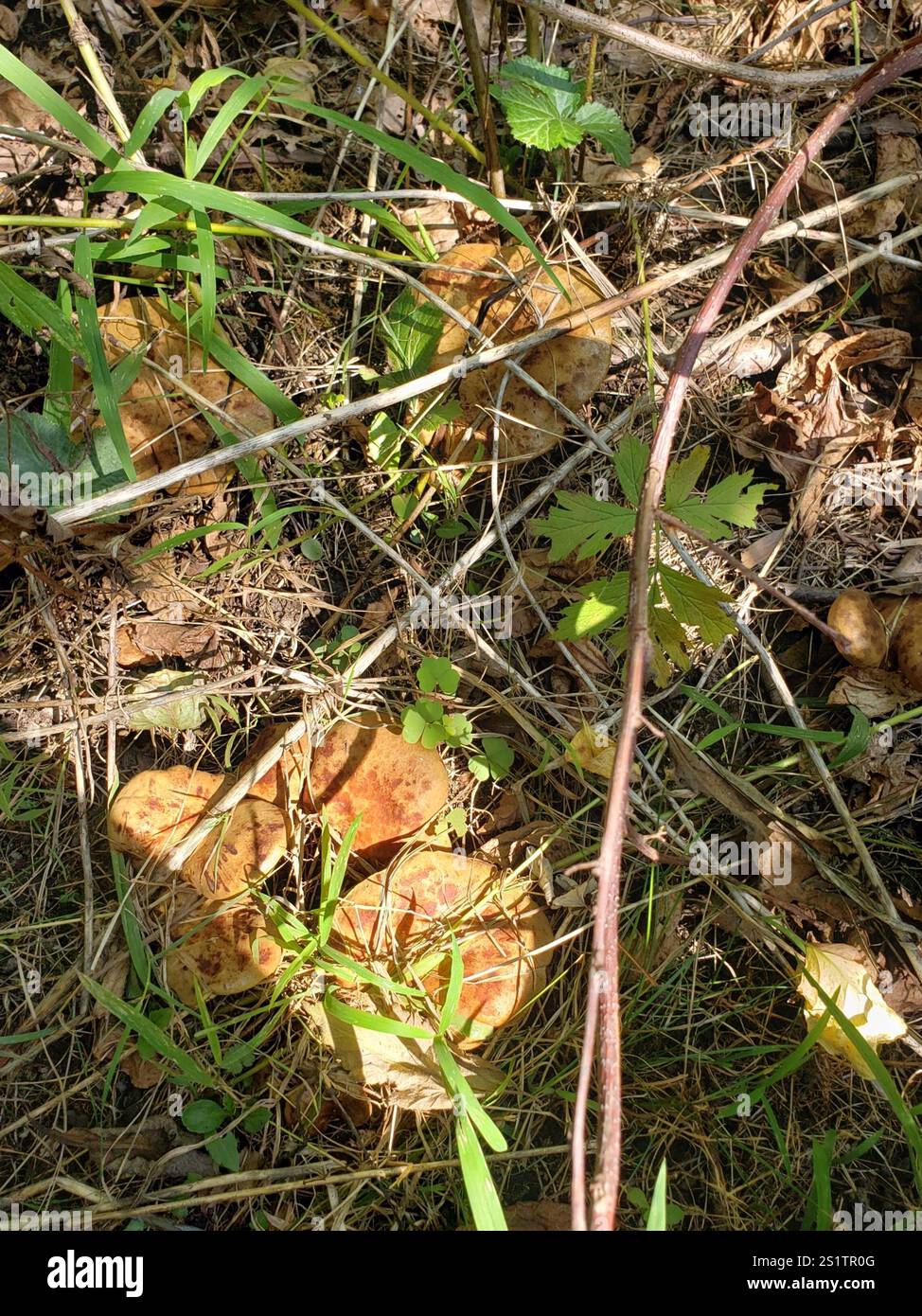 ash-tree bolete (Boletinellus merulioides Stock Photo - Alamy