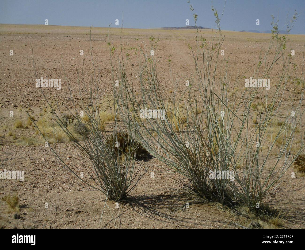 Desert Broom Milkbush (Gomphocarpus filiformis Stock Photo - Alamy